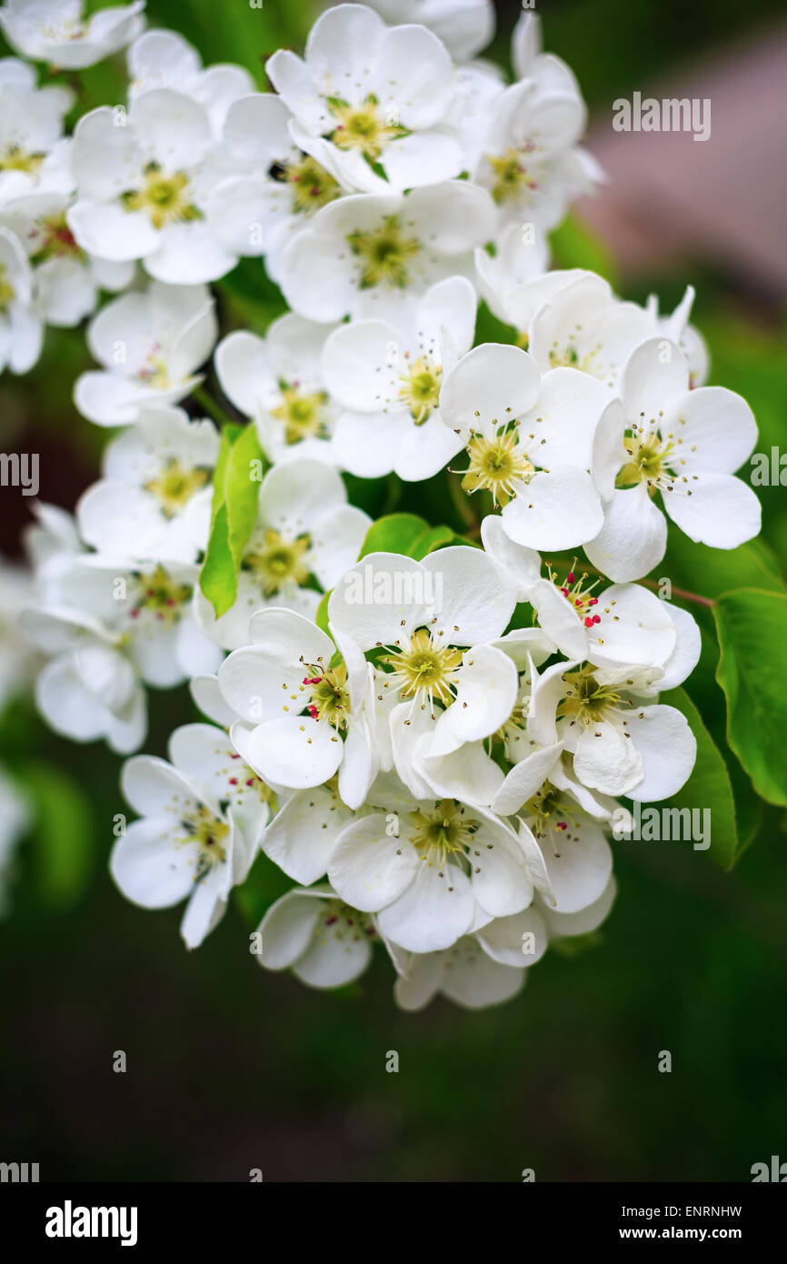 Blossoming tree branch with white flowers. Vertical shot Stock Photo ...