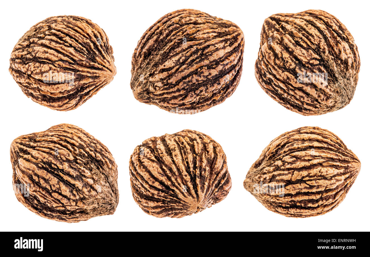 set of six organic black walnuts in shells isolated with clipping paths ...
