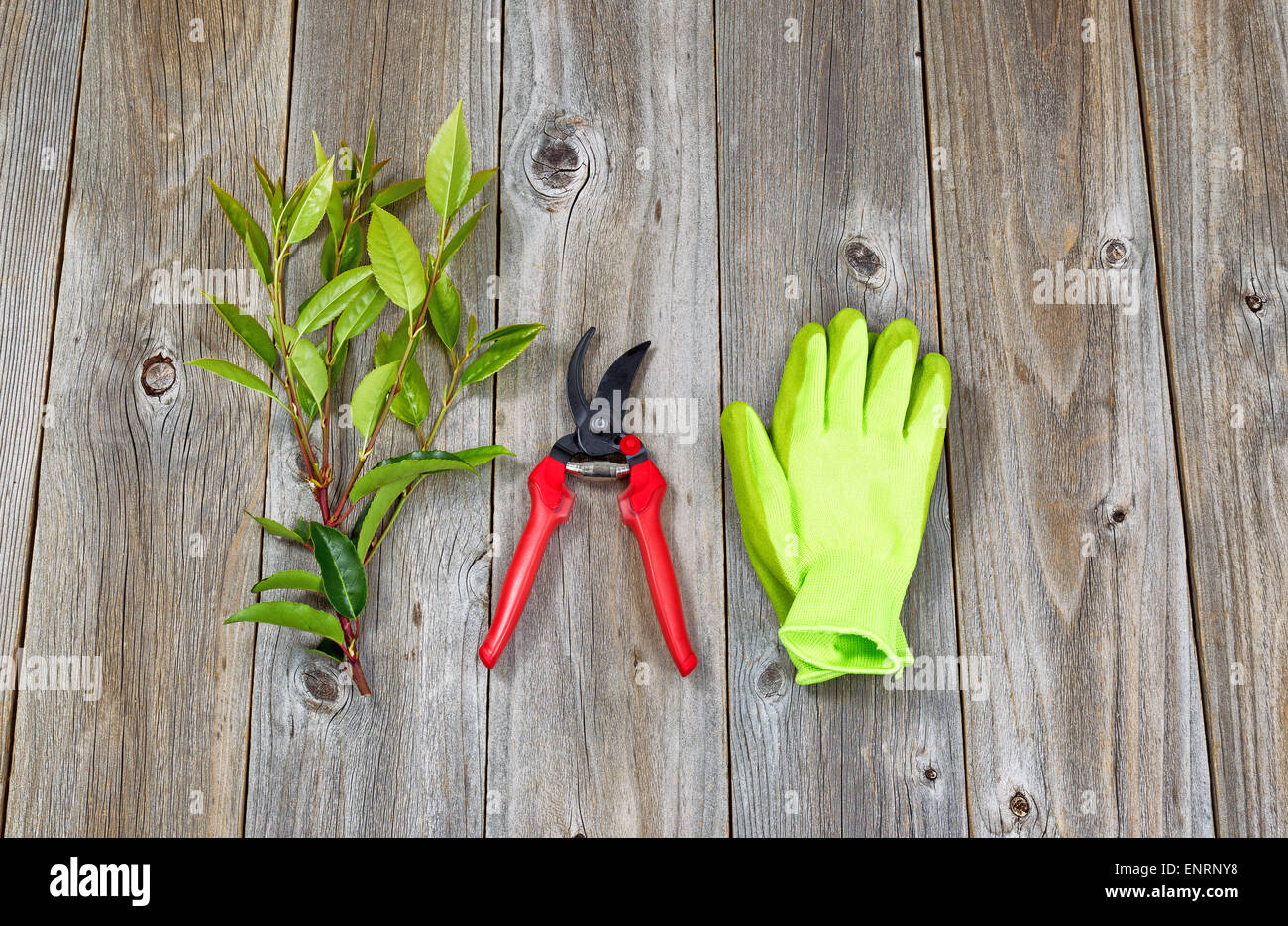 Top view angled shot of pruning shears, work gloves and a freshly cut ...