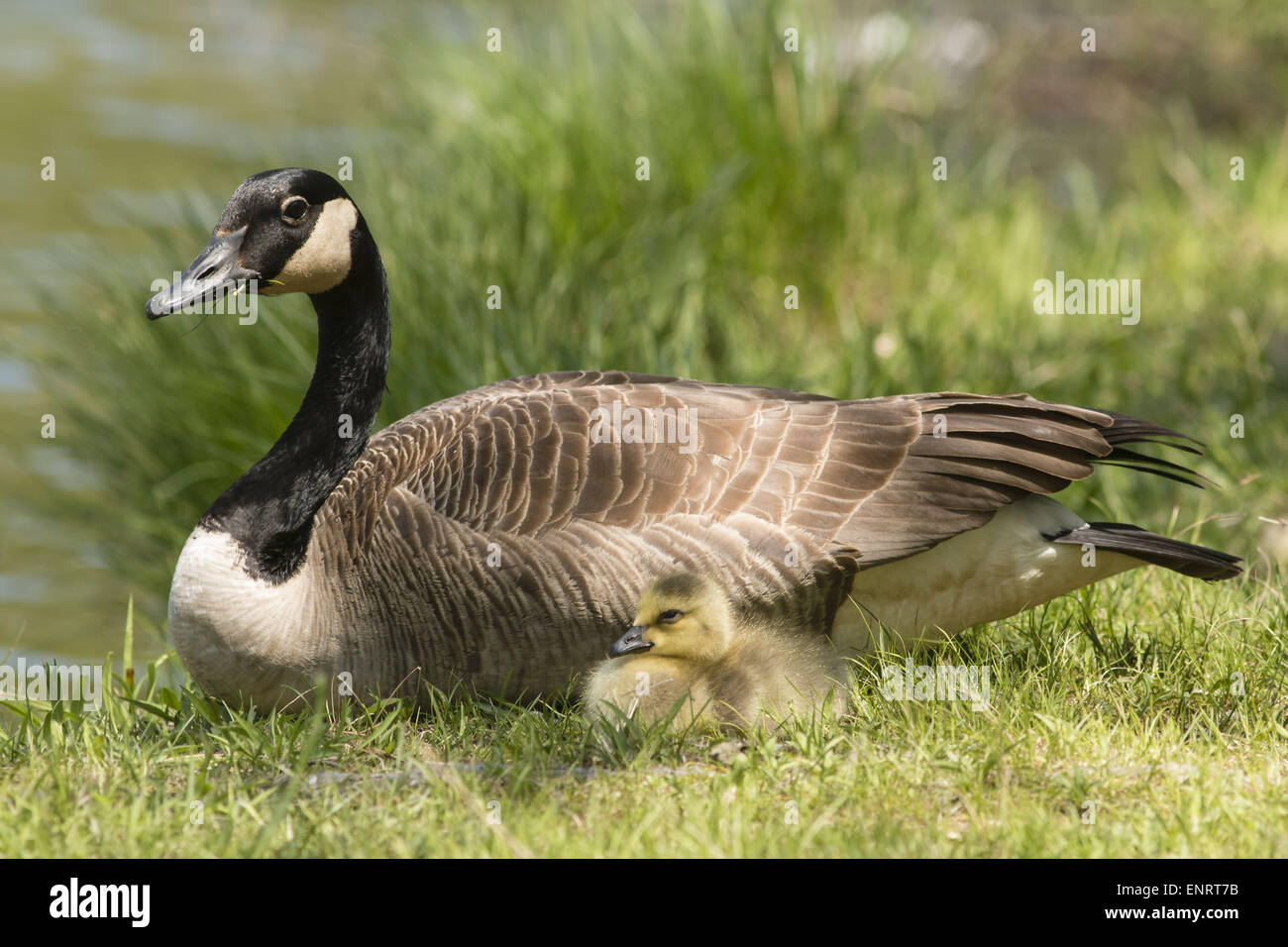 Middletown, N.Y, USA. 10th May, 2015. A Canada goose and gosling sit in ...