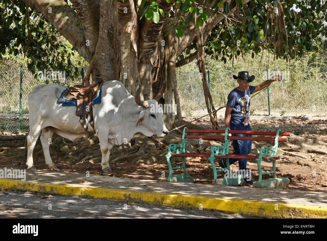 Ox bull hi-res stock photography and images - Alamy