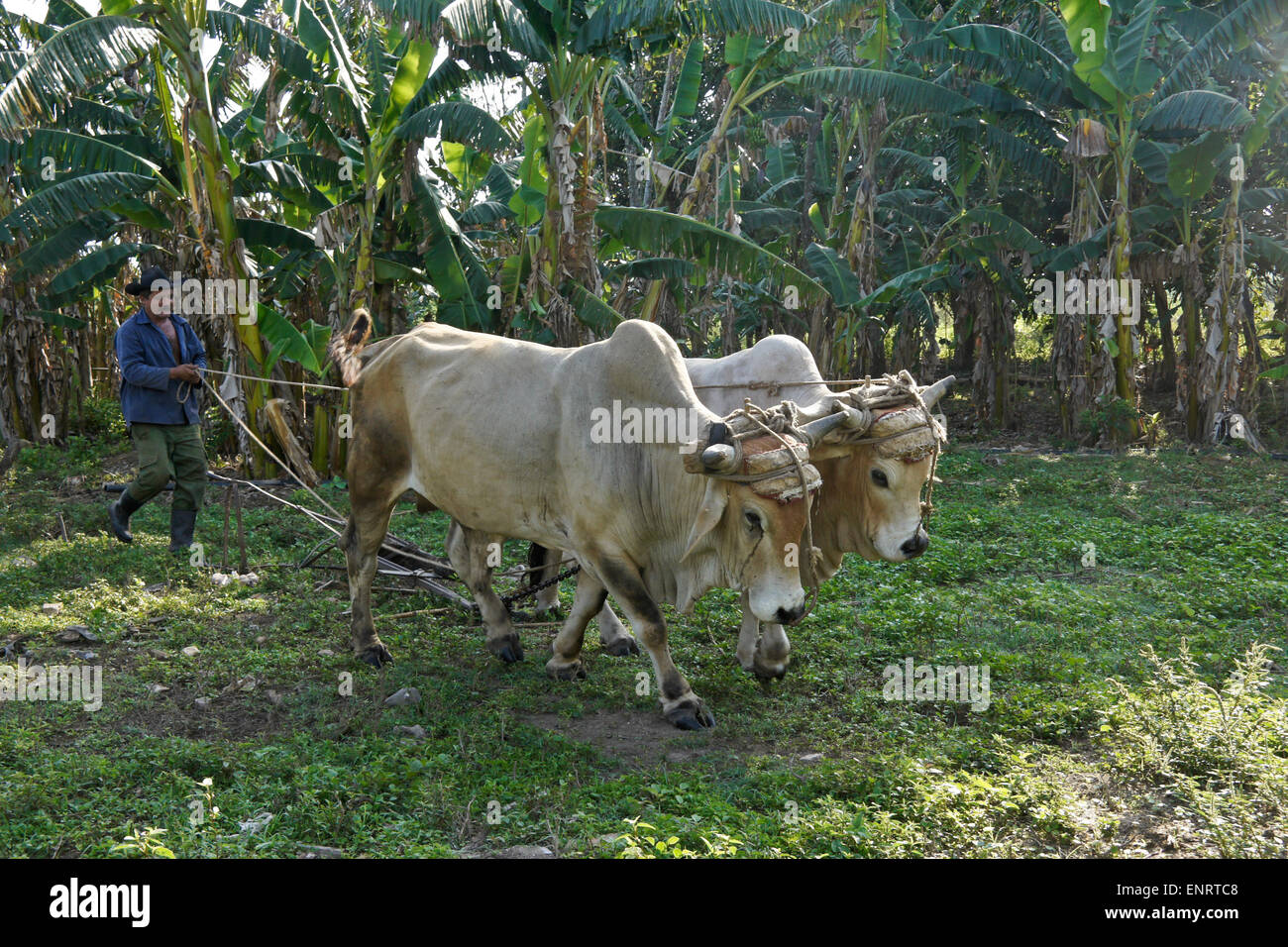 Farmer plowing field hi-res stock photography and images - Alamy