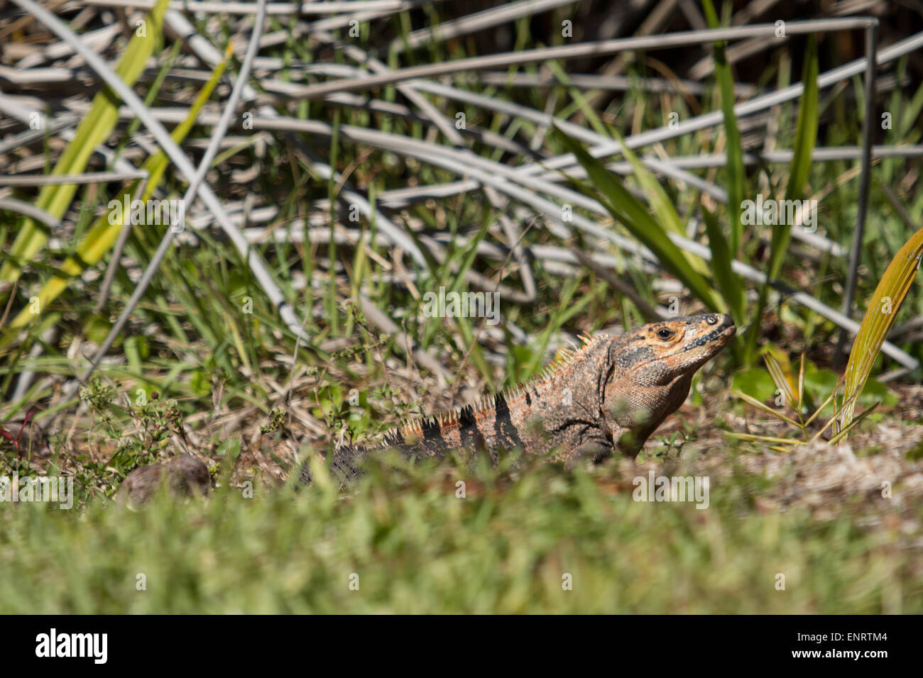 Black spiny-tailed iguana - Ctenosaura similis Stock Photo - Alamy