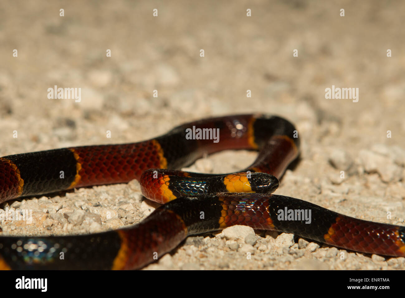Close up view of an eastern coral snake - Micrurus fulvius Stock Photo ...