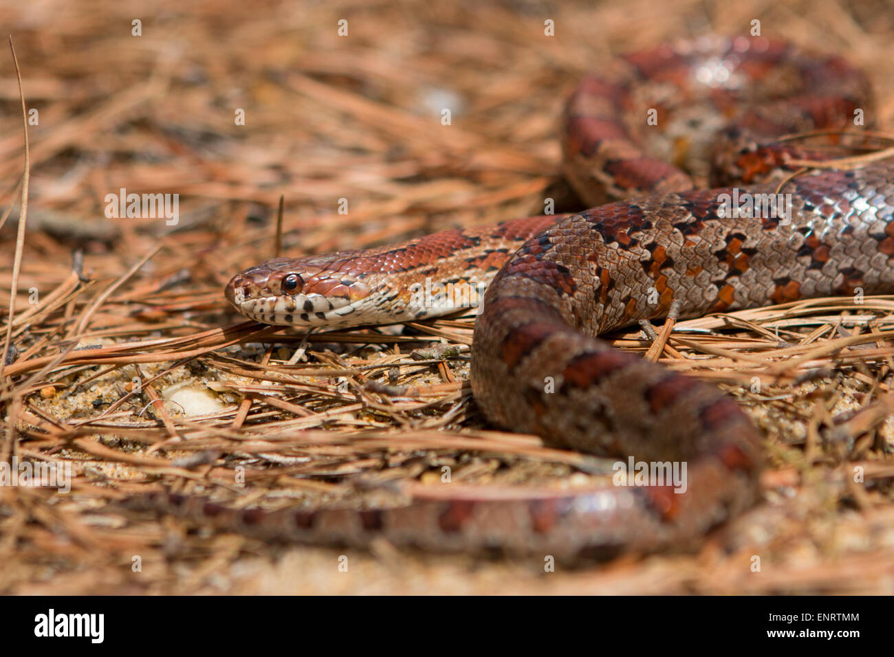 Red rat hi-res stock photography and images - Alamy