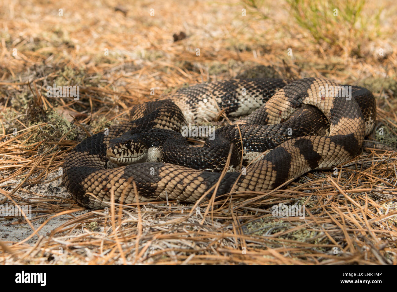 Northern pine snake hi-res stock photography and images - Alamy