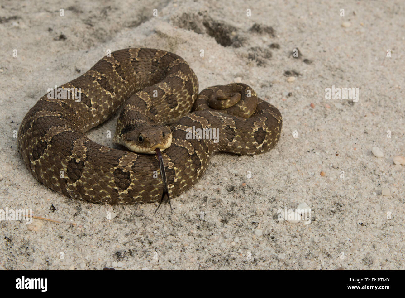 Spreading adder hi-res stock photography and images - Alamy
