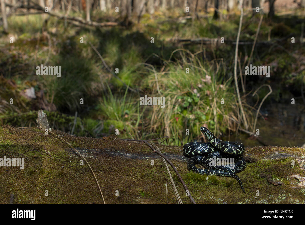 Baby king snake hi-res stock photography and images - Alamy
