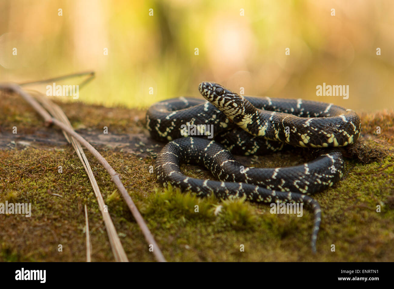 Young eastern kingsnake - Lampropeltis getula getula Stock Photo - Alamy