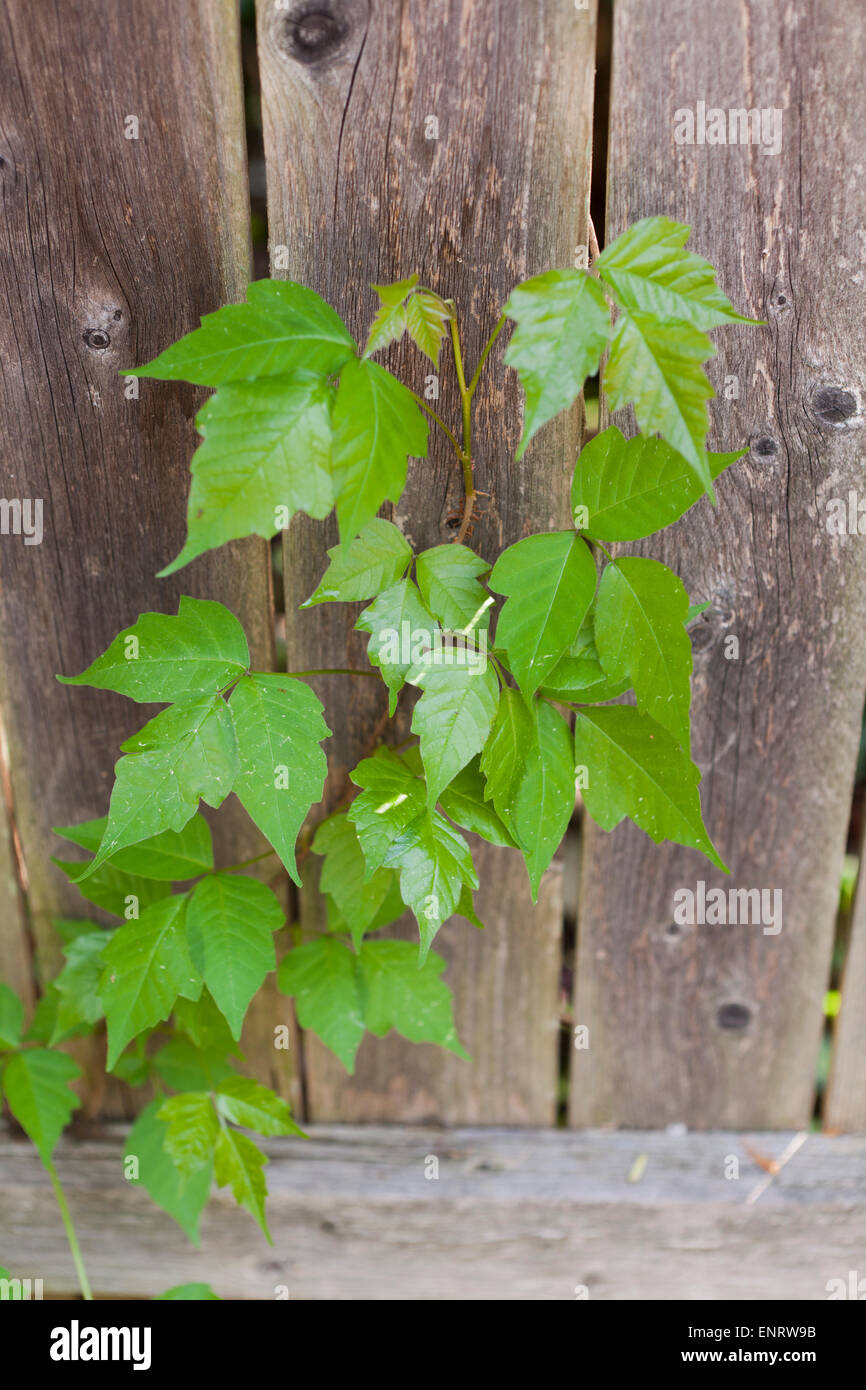 Poison Ivy (Toxicodendron radicans) growing on fence - Maryland USA ...
