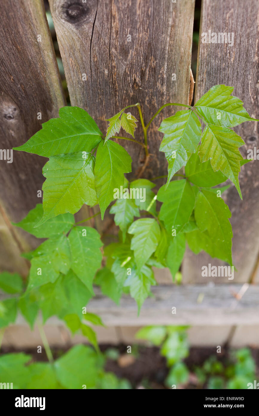 Poison Ivy (Toxicodendron radicans) growing on fence - Maryland USA ...
