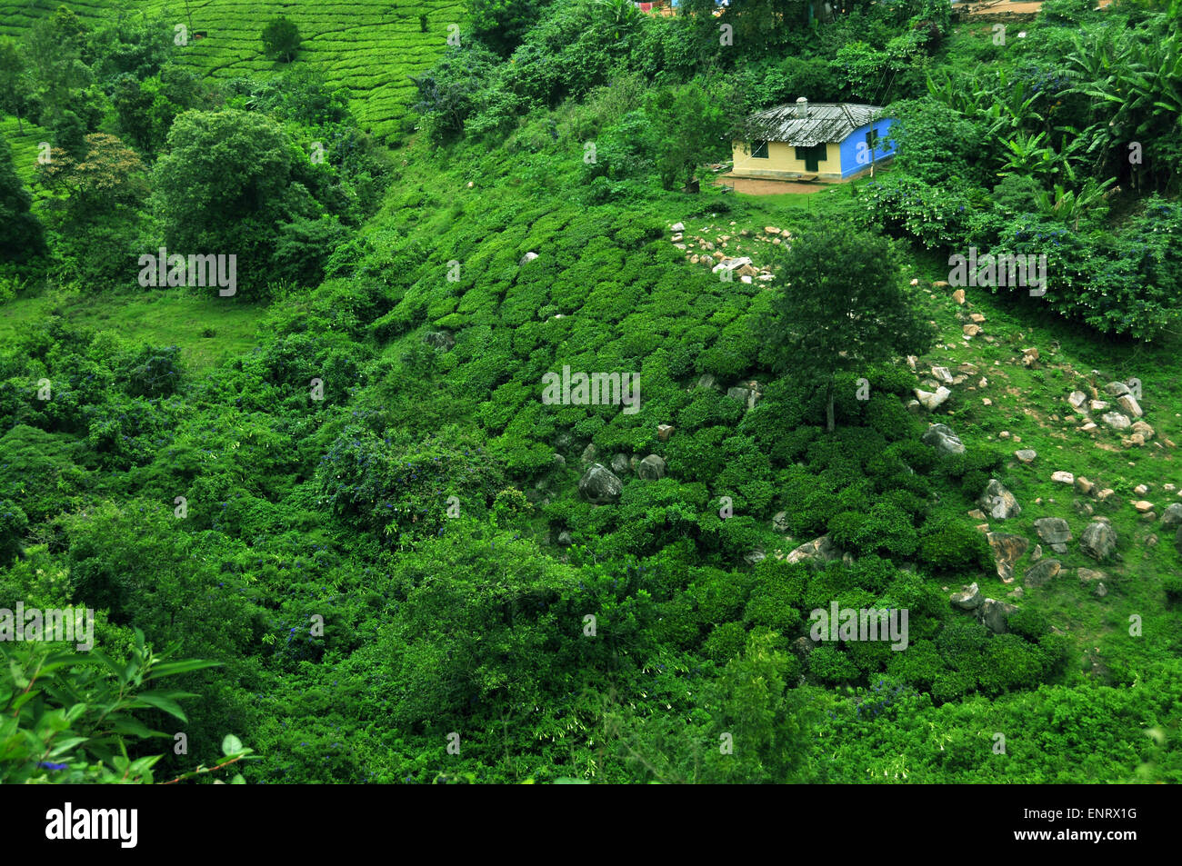 A small home in the plantation Stock Photo - Alamy