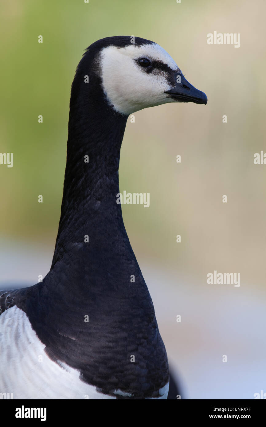 Barnacle Goose (Branta leucopsis). Portrait Stock Photo - Alamy