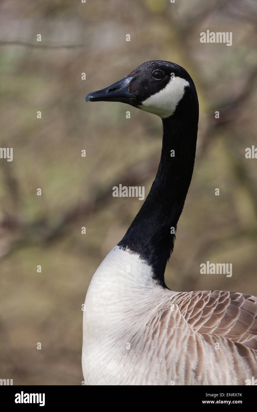 Branta canadensis wildfowl hi-res stock photography and images - Alamy