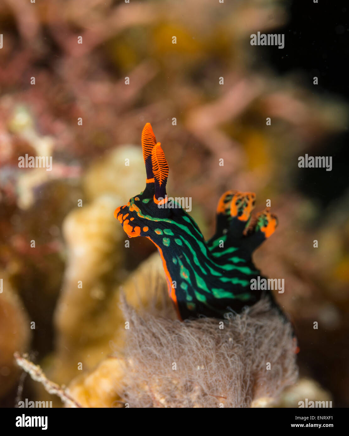 Red sea slug nudibranch seaslug hi-res stock photography and images - Alamy