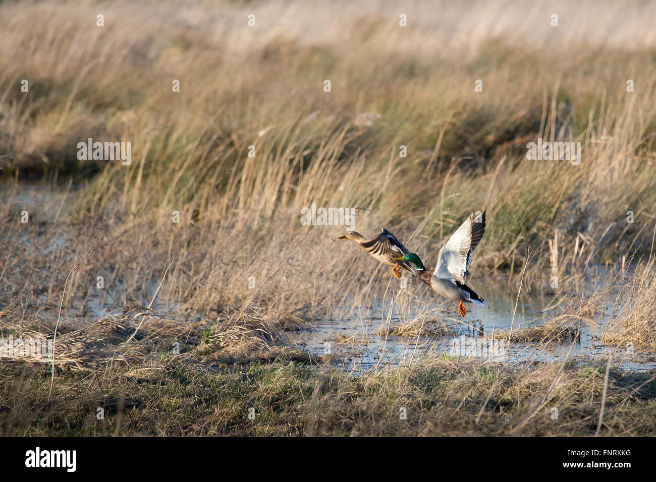 Flying mallard taking off hi-res stock photography and images - Alamy
