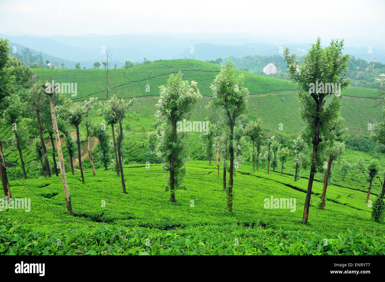 Beautiful Munnar Plantation Stock Photo - Alamy