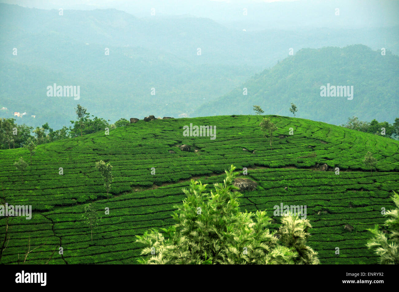 Munnar scenery hi-res stock photography and images - Alamy
