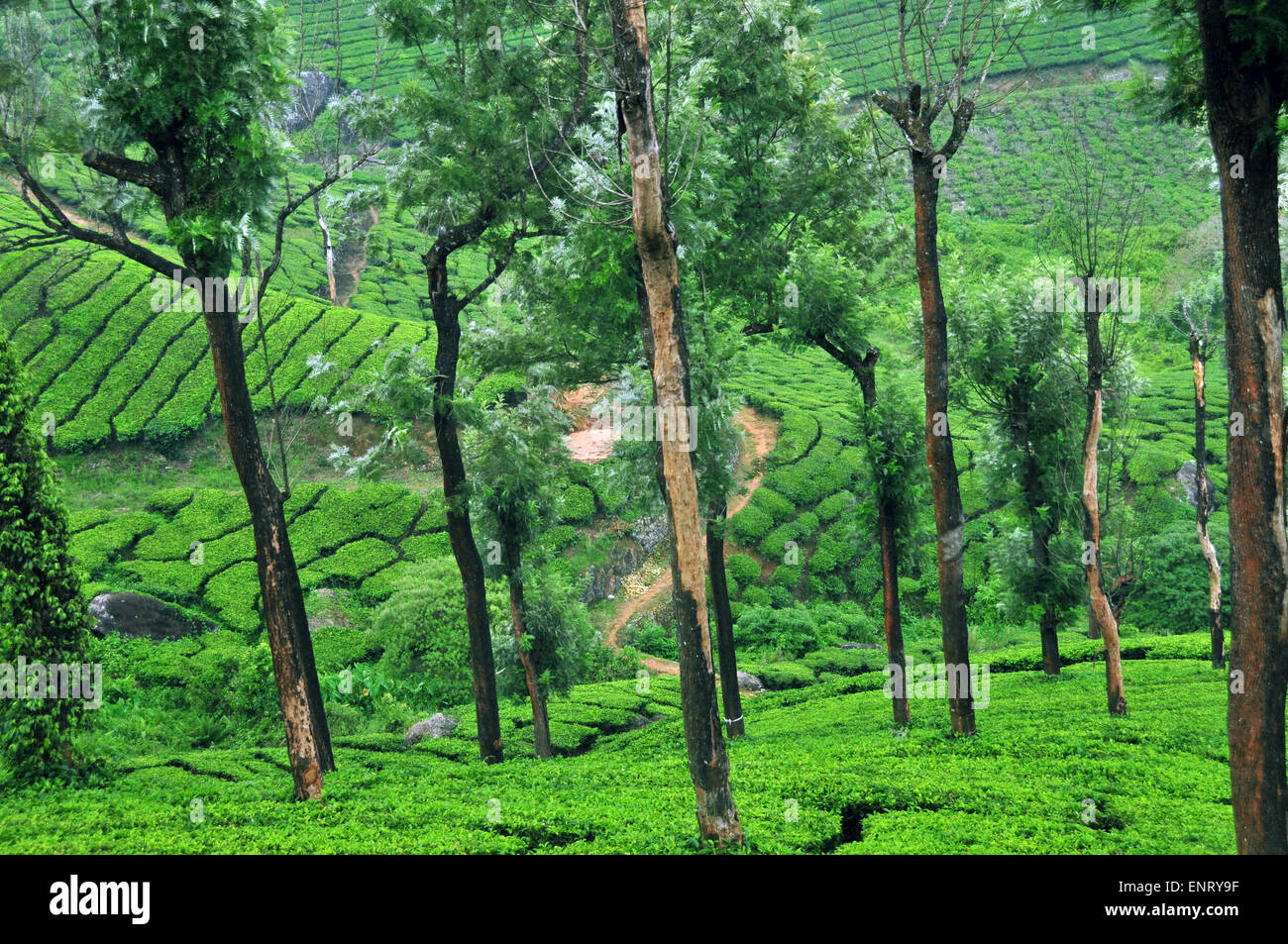 Thick plantation hi-res stock photography and images - Alamy