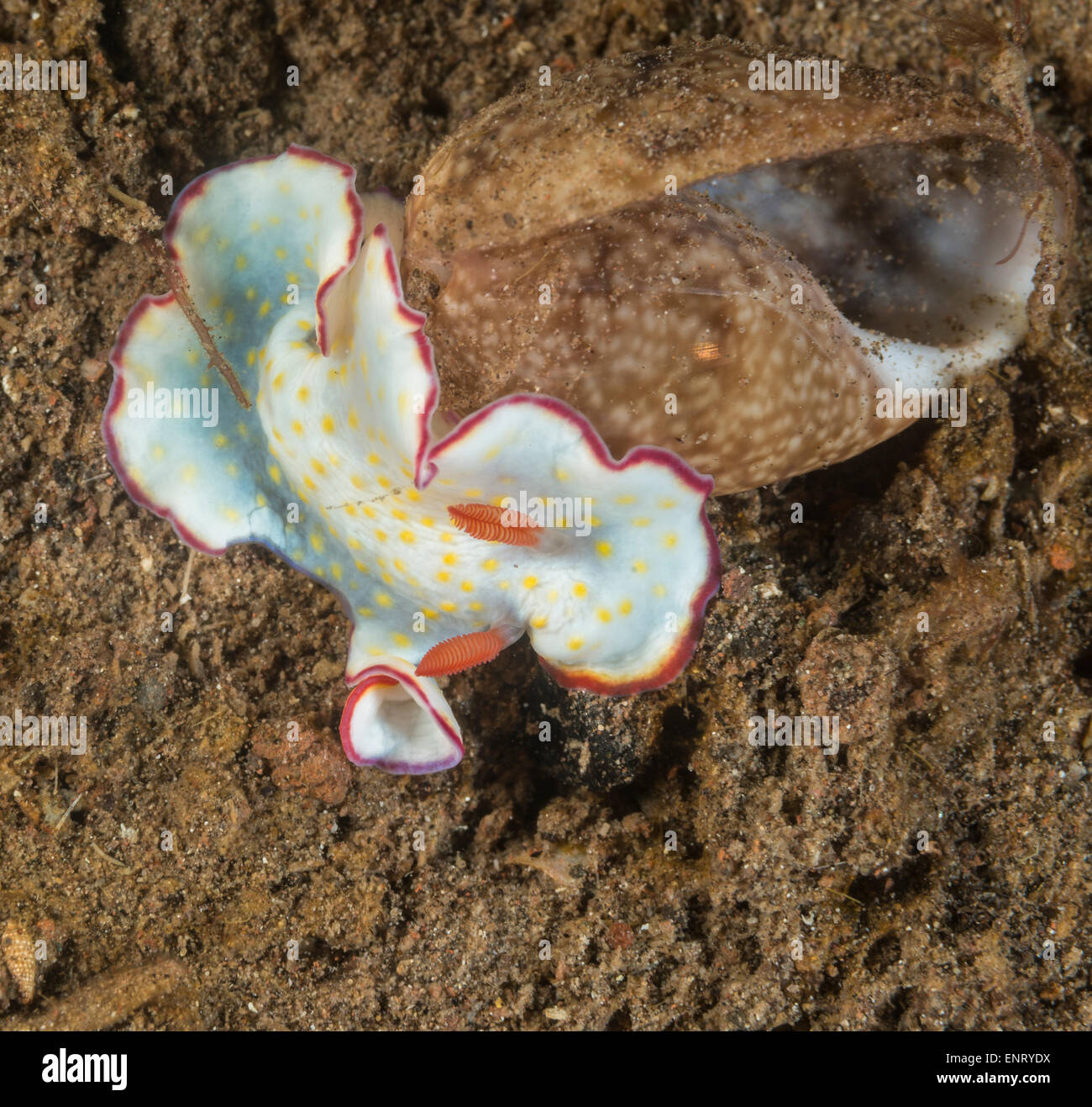 Dorid nudibranch on a sea shell Stock Photo - Alamy