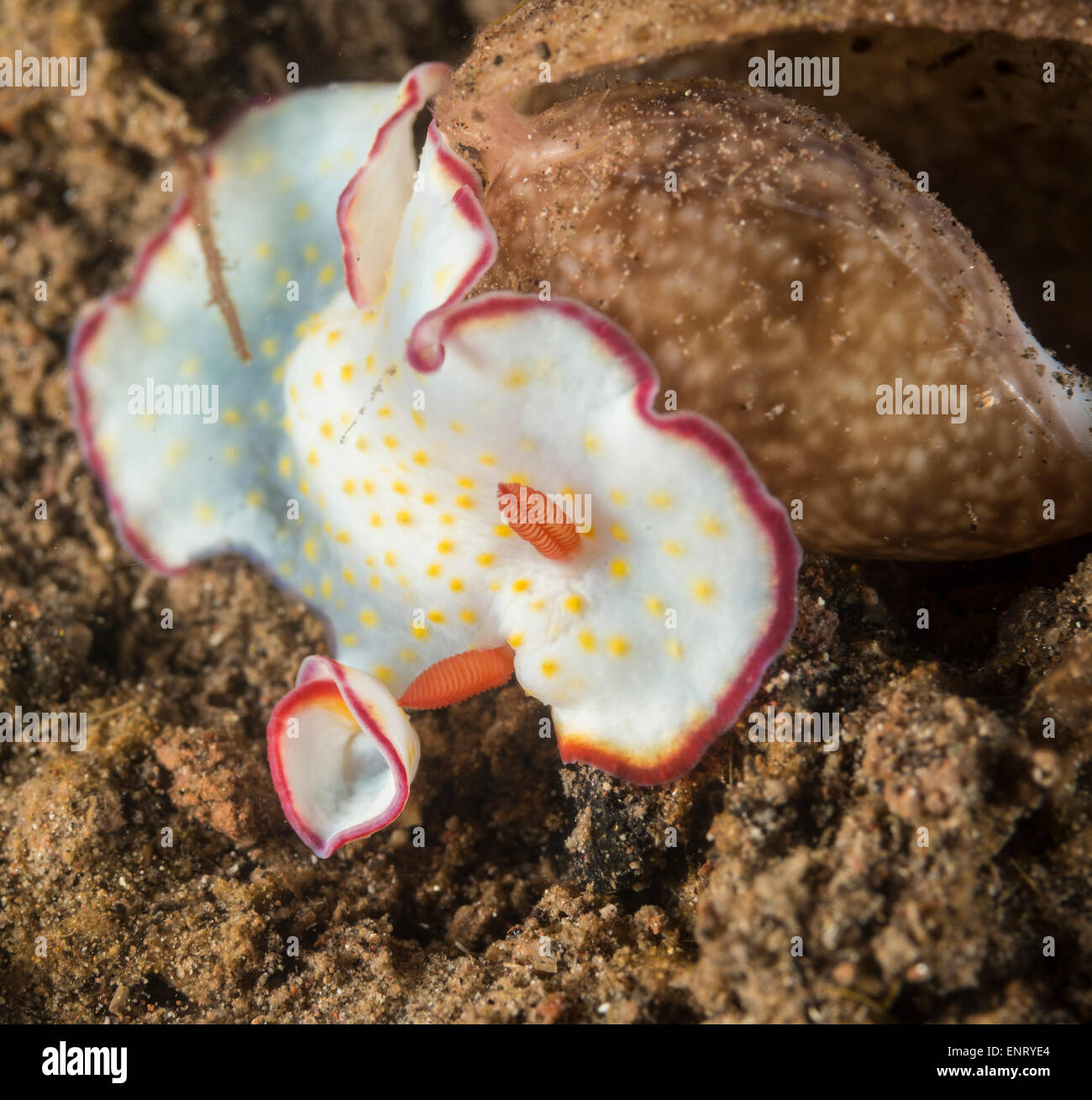 Dorid nudibranch on a sea shell Stock Photo - Alamy