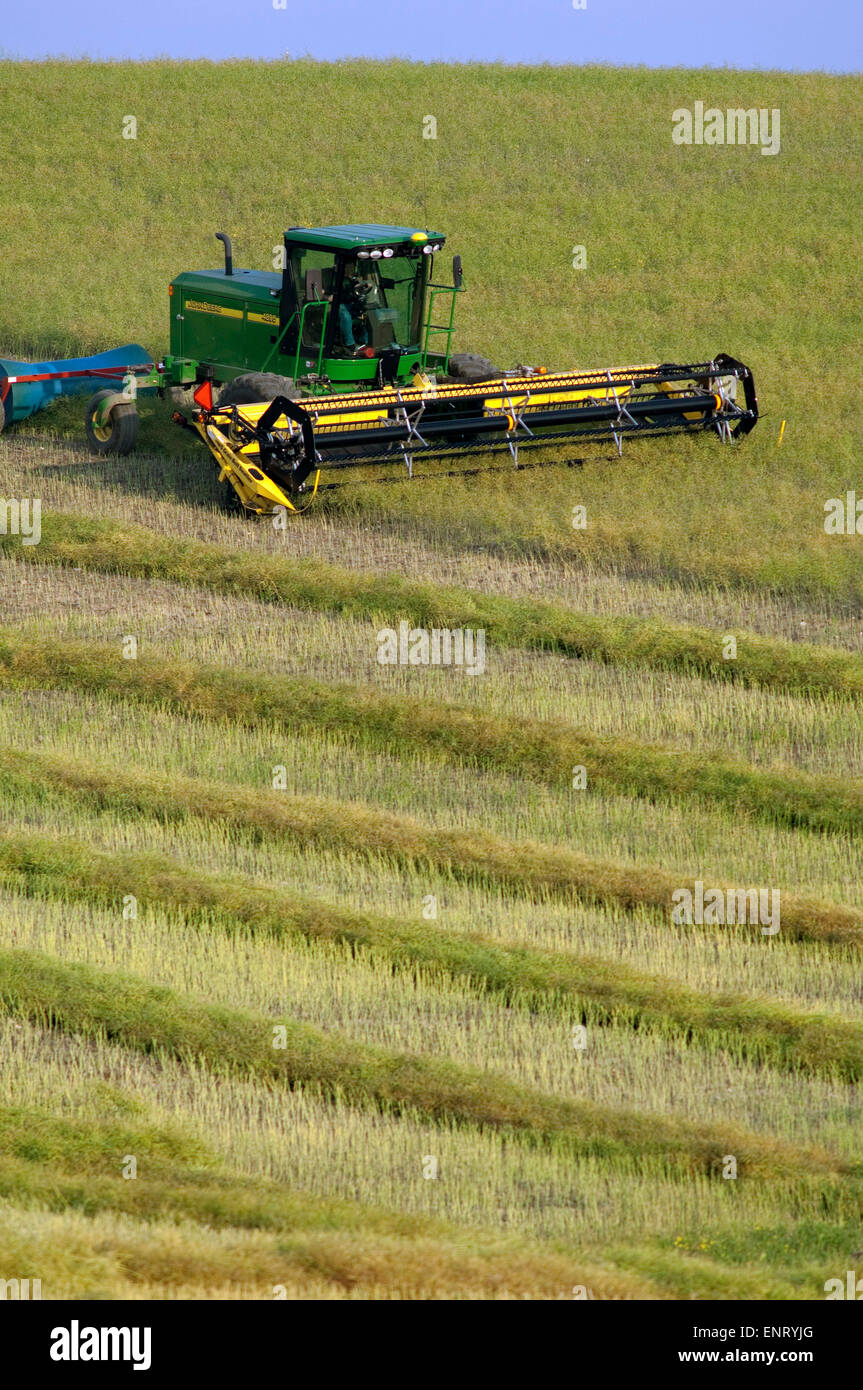 Swathing canola hi-res stock photography and images - Alamy
