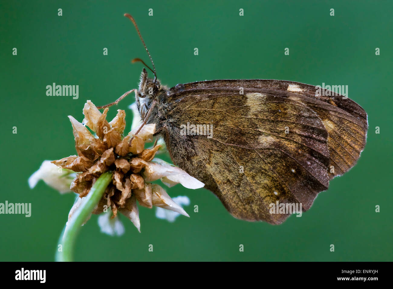 side of wild brown butterfly on a white flower in the bush Stock Photo ...