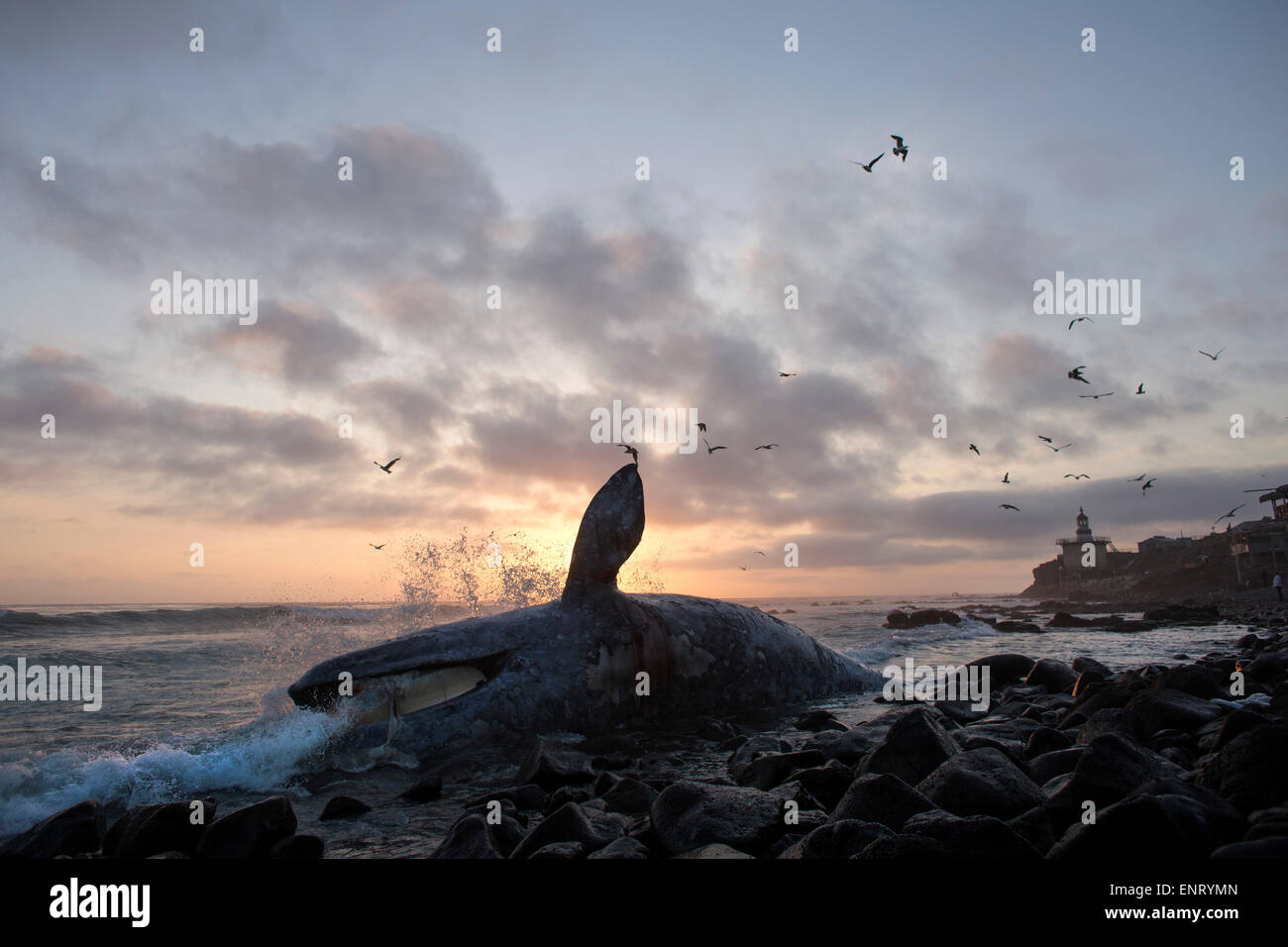Popotla, Mexico. 10th May, 2015. A dead gray whale is seen at the beach ...