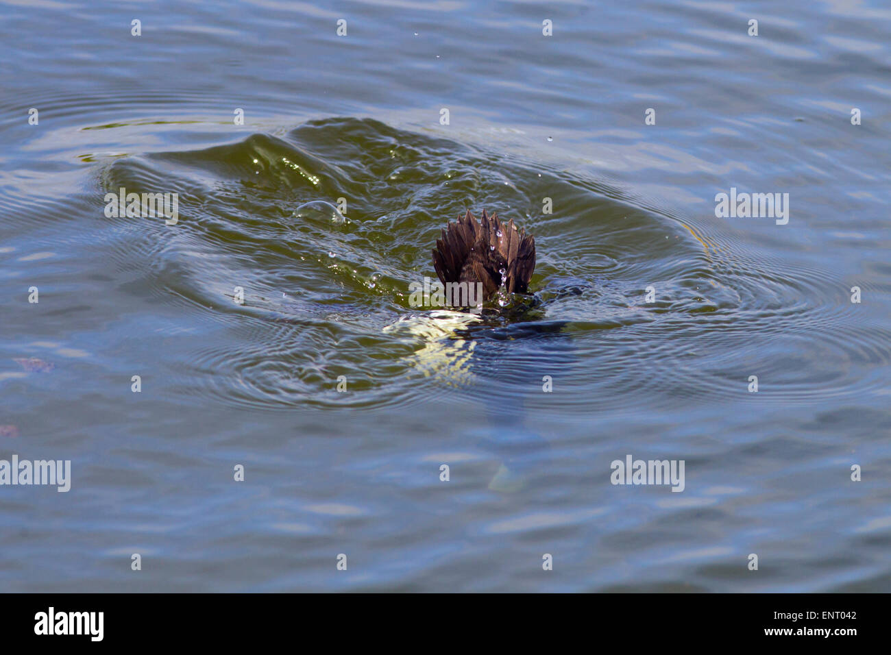 Duck swimming underwater hi-res stock photography and images - Alamy