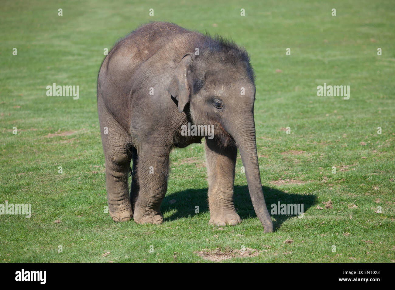 A single Asian Elephant calf walking in the sunshine Stock Photo - Alamy