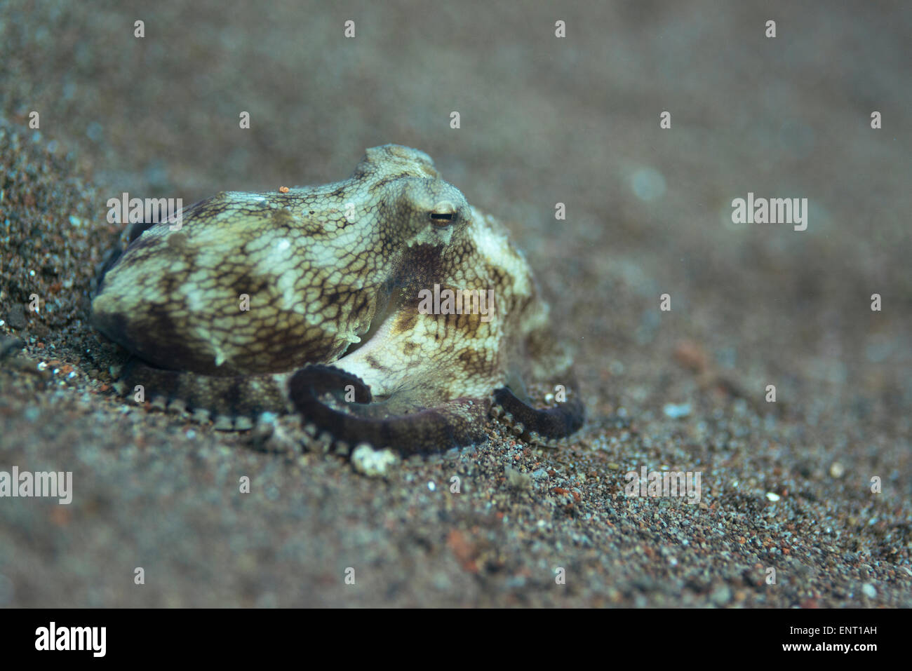 Small octopus moving along on the ocean floor Stock Photo - Alamy