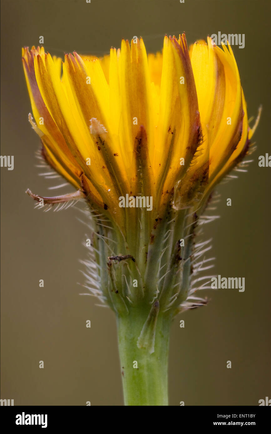 Crepis bursifolia hi-res stock photography and images - Alamy
