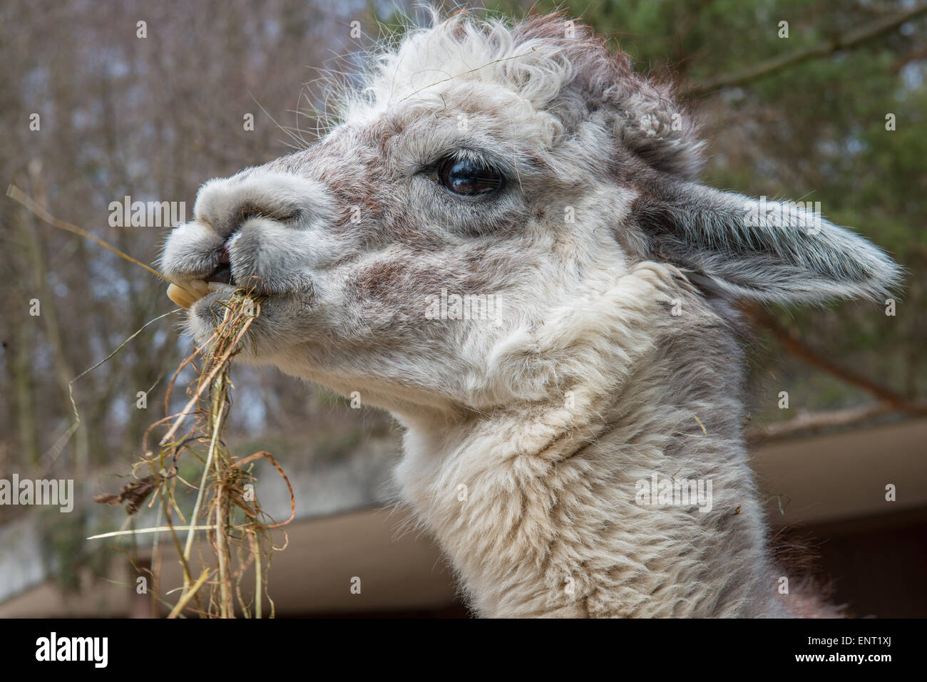 Young white alpaca hi-res stock photography and images - Alamy