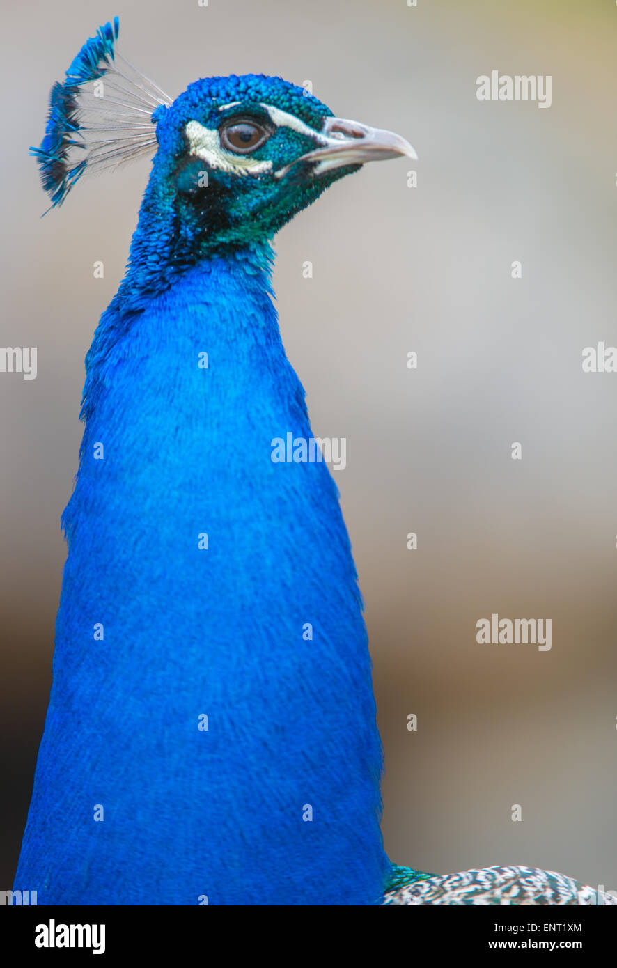 Indian Peafowl head details Stock Photo - Alamy