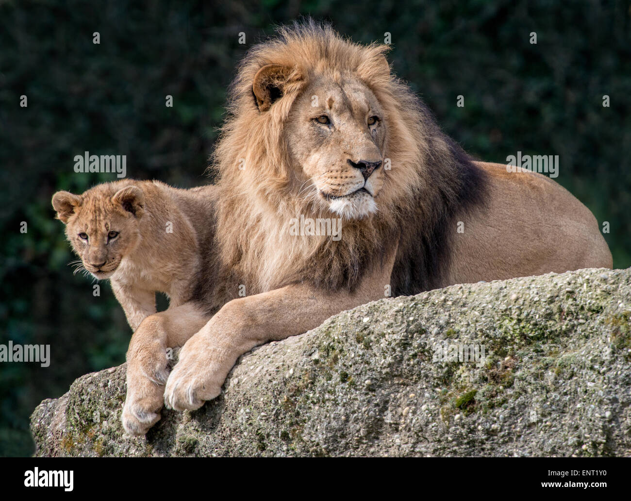 Lion Cub Sitting Stock Photos & Lion Cub Sitting Stock Images - Alamy Lion Cub Sitting Stock Photos & Lion Cub Sitting Stock Images - Alamy