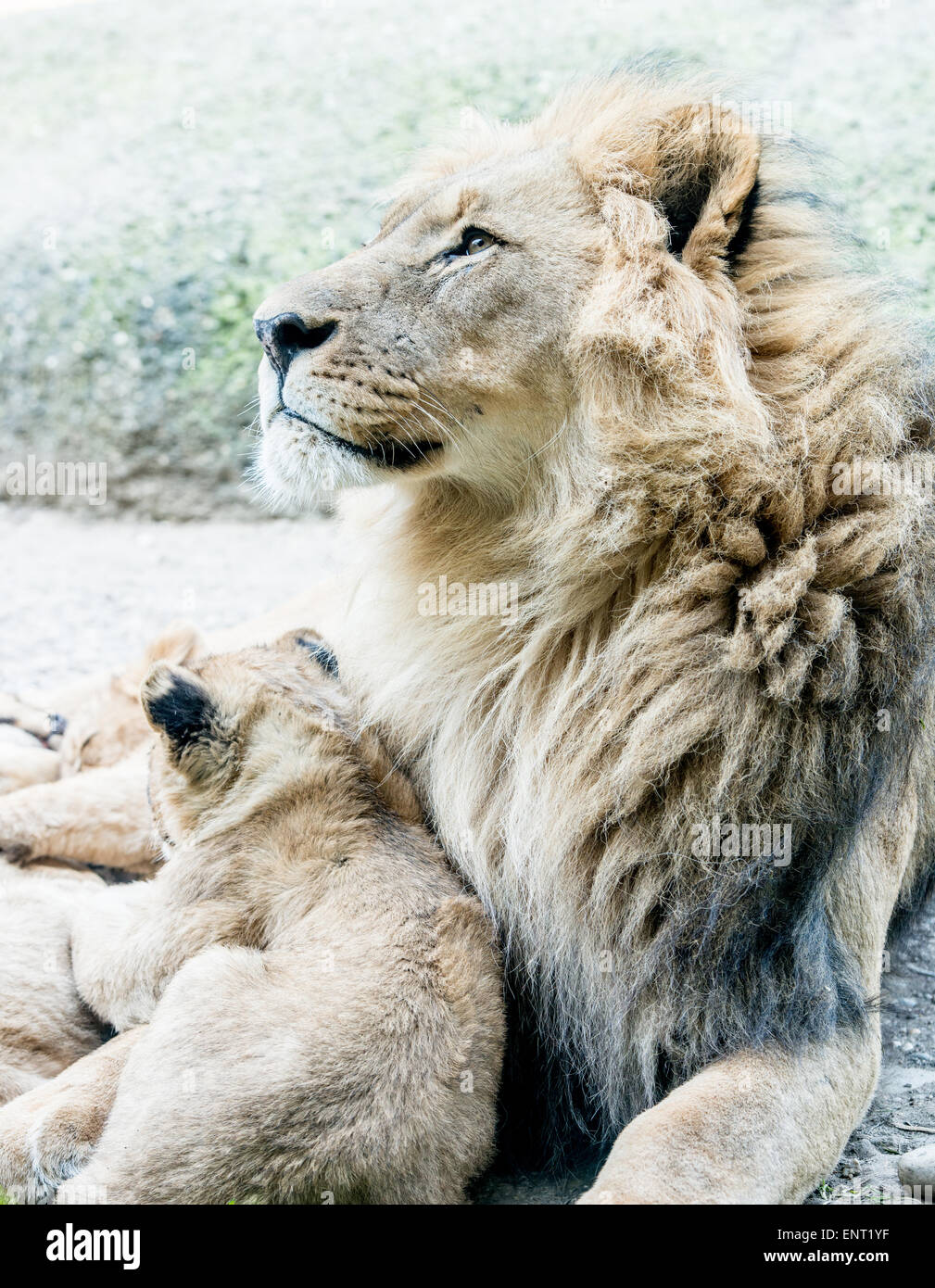 Lion Cubs Hugging Father Lion Leaps And Hugs The Two Men Who Took Care