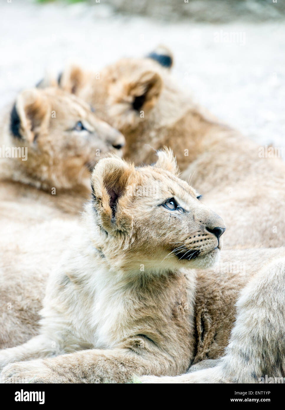 Beige lion hi-res stock photography and images - Alamy