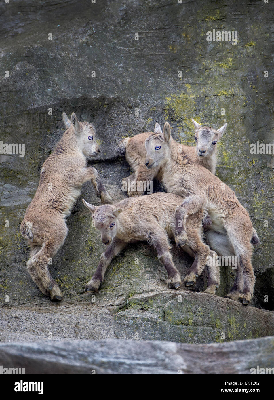 Young cuddly alpine ibexes Stock Photo - Alamy