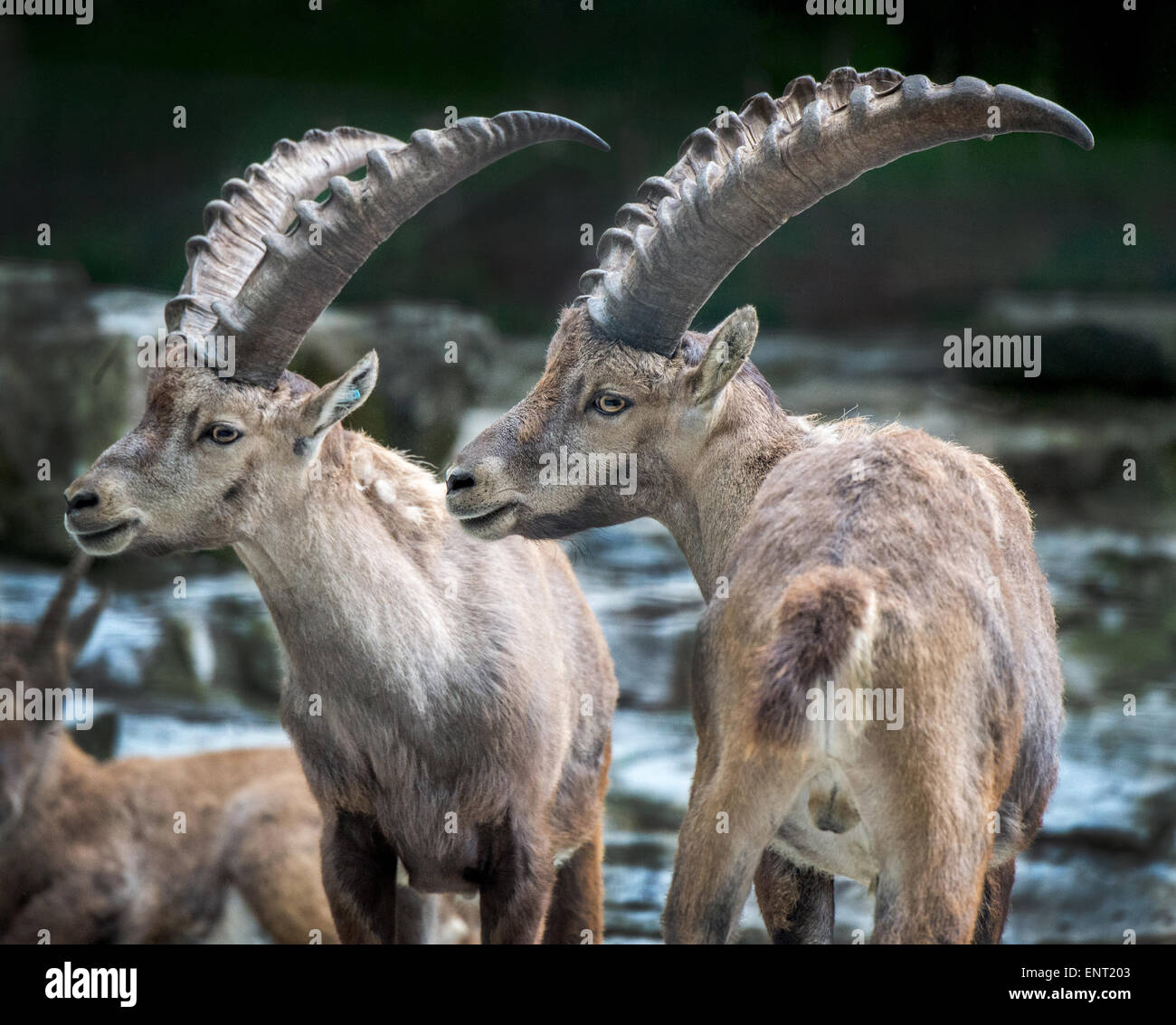 Ibexes hi-res stock photography and images - Alamy