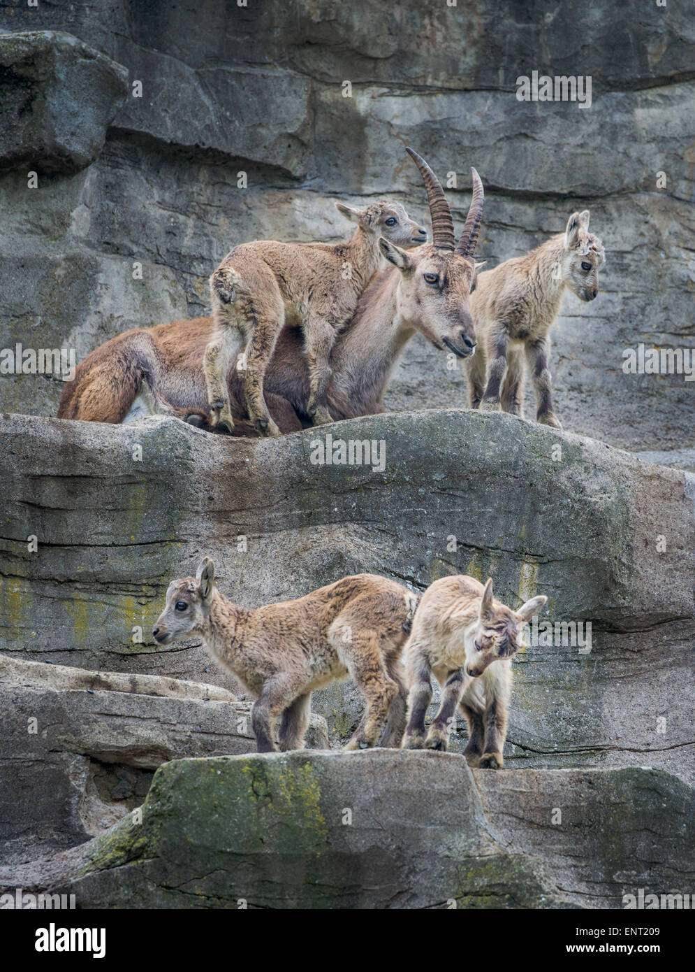 Alpine ibex capra ibex jumping hi-res stock photography and images - Alamy