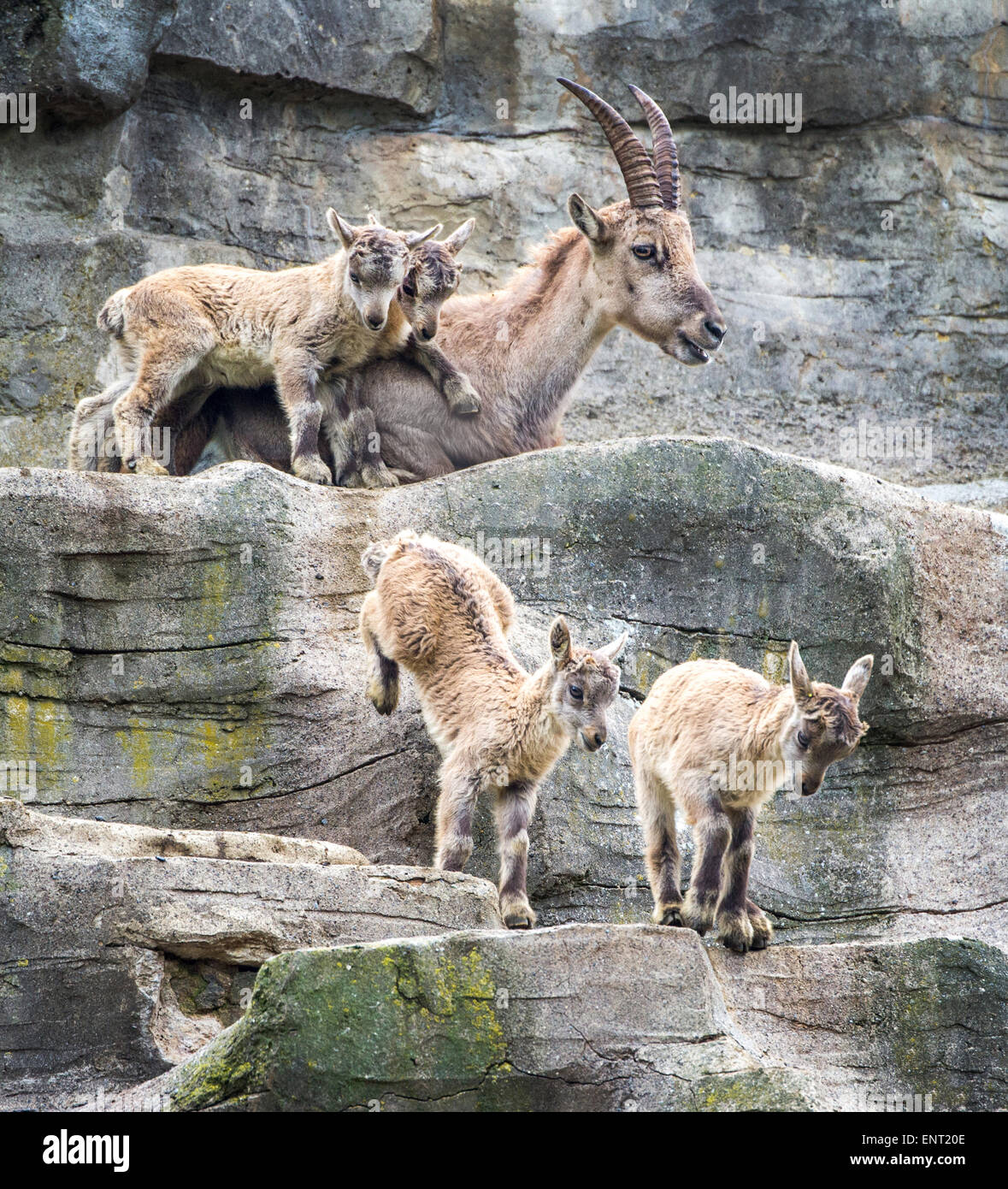Alpine ibex jumping hi-res stock photography and images - Alamy