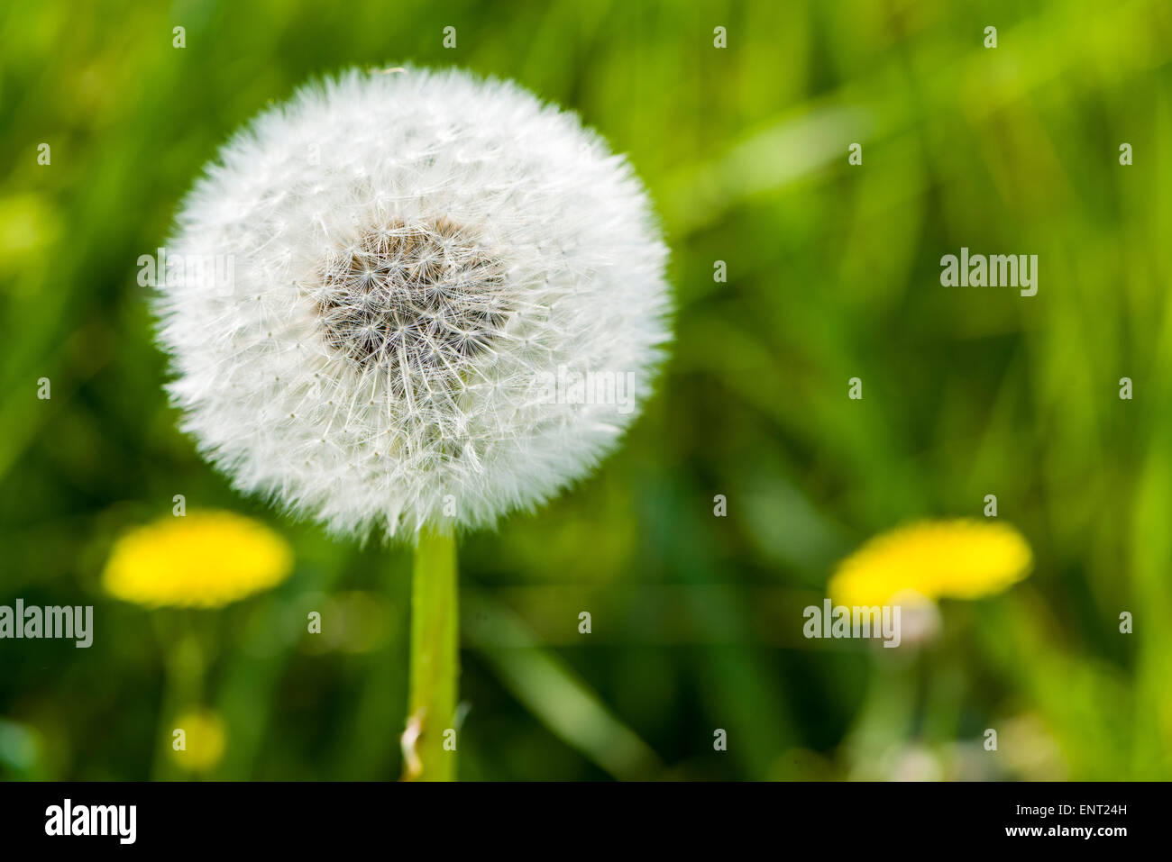 Blowball, seeds of Rough Hawkbit (Leontodon hispidus), Italy Stock ...
