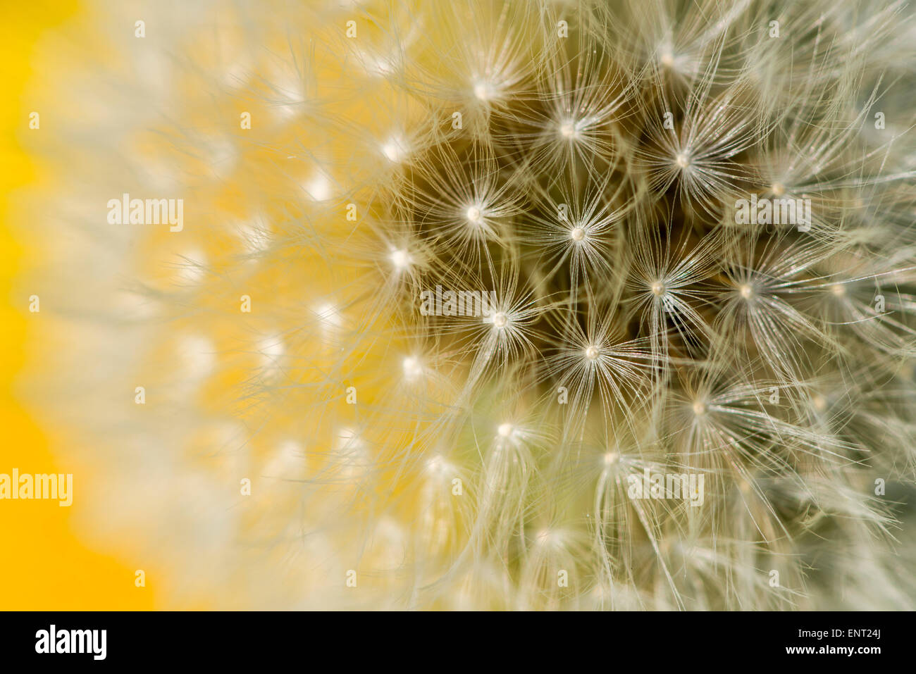 Seeds of Rough Hawkbit (Leontodon hispidus), Italy Stock Photo - Alamy