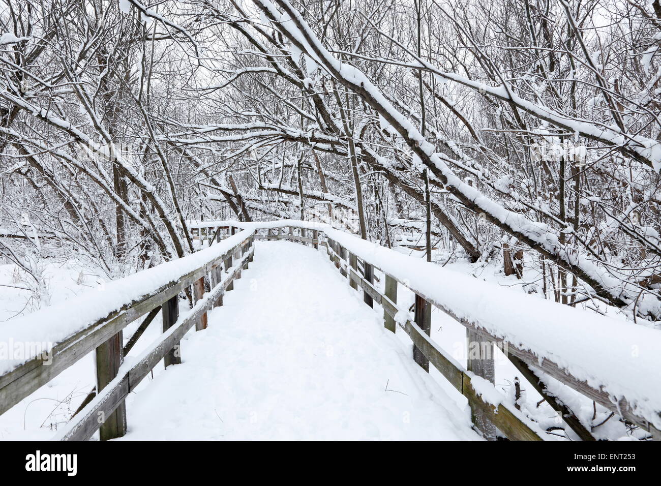 Snow covered walkway in the nature reserve Ruisseau Saint-Jean ...
