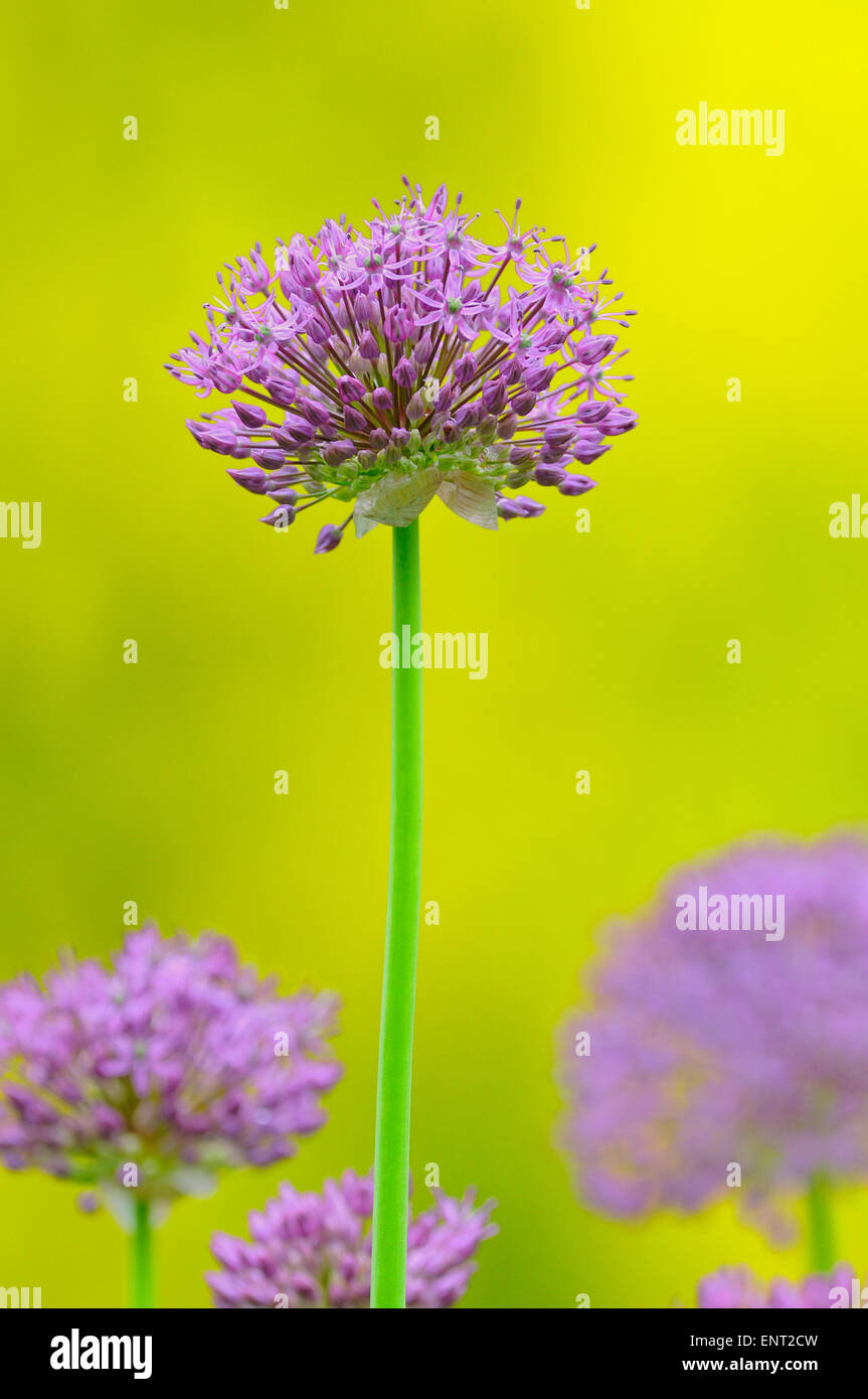 Persian Leek High Resolution Stock Photography and Images - Alamy