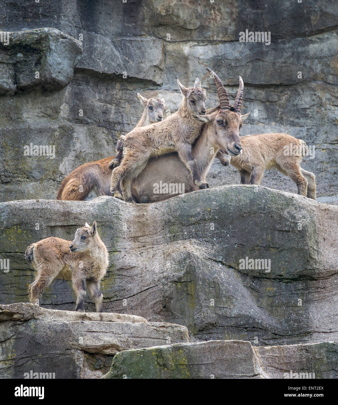 Alpine ibex jumping hi-res stock photography and images - Alamy