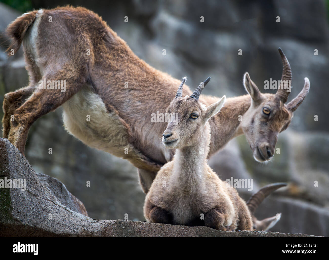 Alpine ibex with young Stock Photo - Alamy