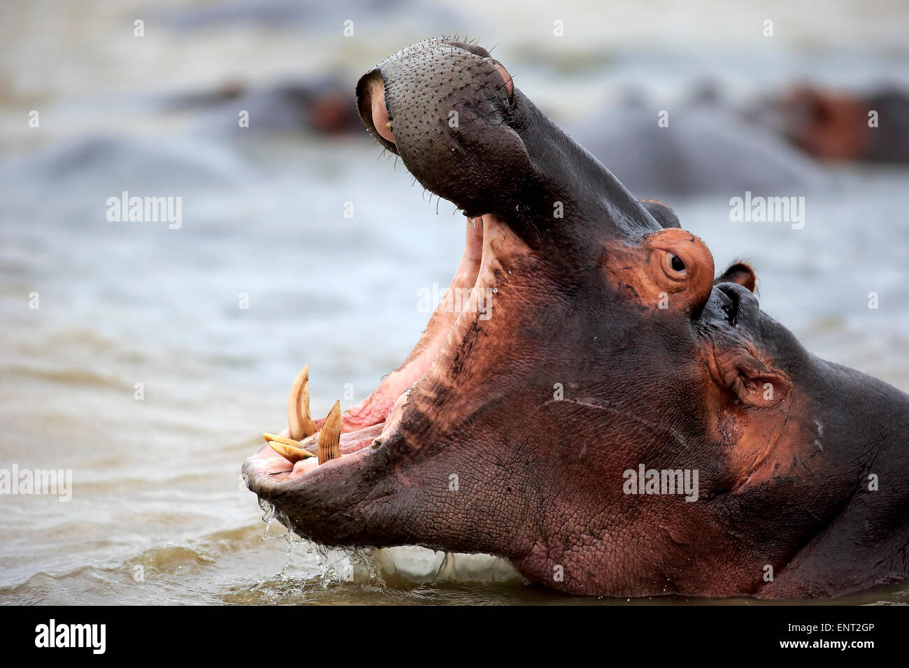 Hippopotamus (Hippopatamus amphibius), adult, in water, with its mouth ...