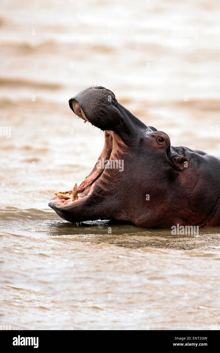 Hippopotamus (Hippopatamus amphibius), adult, in water, with its mouth ...