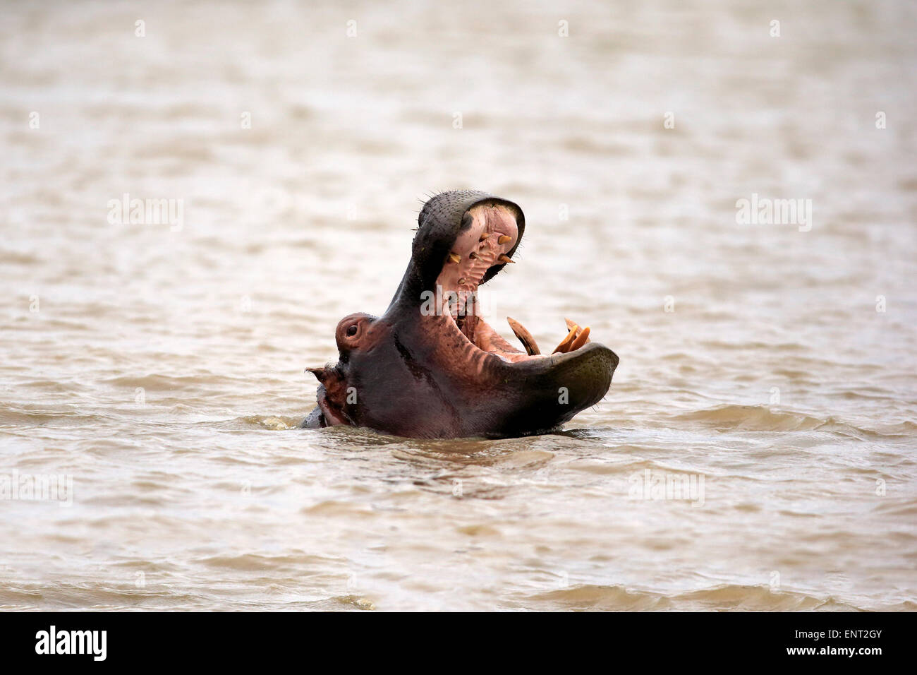 Hippopotamus (Hippopatamus amphibius), adult, in water, with its mouth ...